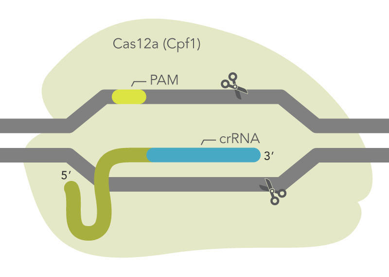 IDT launches ultra-high performance CRISPR Cas12a enzyme | The Scientist Magazine®
